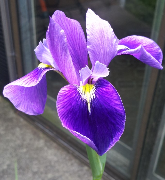 SIGNA: The Species Iris Group of North America