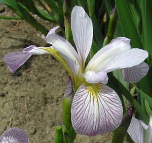 SIGNA: The Species Iris Group of North America