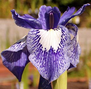 SIGNA: The Species Iris Group of North America