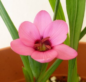 SIGNA: The Species Iris Group of North America