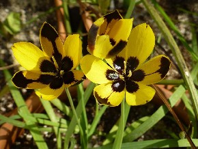 SIGNA: The Species Iris Group of North America