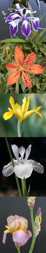 SIGNA: The Species Iris Group of North America