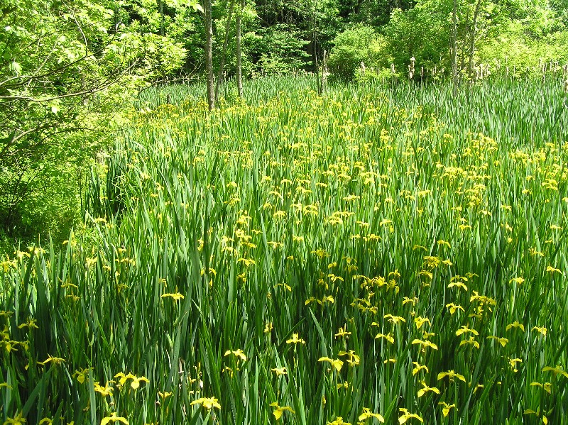SIGNA: The Species Iris Group of North America