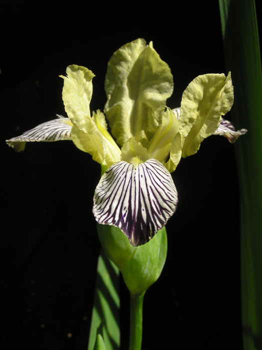 SIGNA: The Species Iris Group of North America