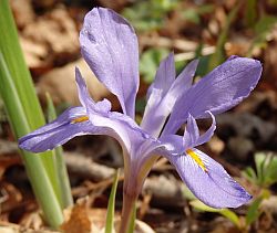 SIGNA: The Species Iris Group of North America