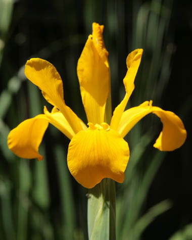 SIGNA: The Species Iris Group of North America