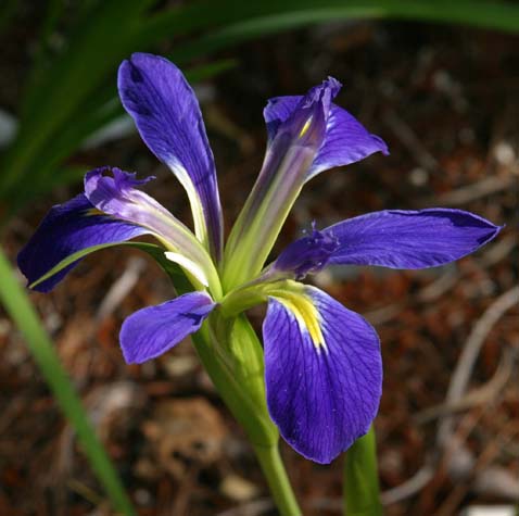 SIGNA: The Species Iris Group of North America