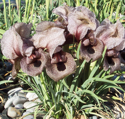 SIGNA: The Species Iris Group of North America